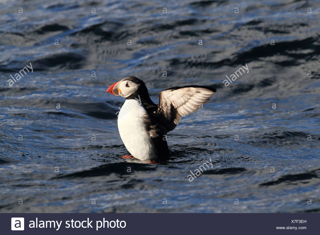 Atlantic Puffin Swimming Stock Photos & Atlantic Puffin Swimming Stock ...