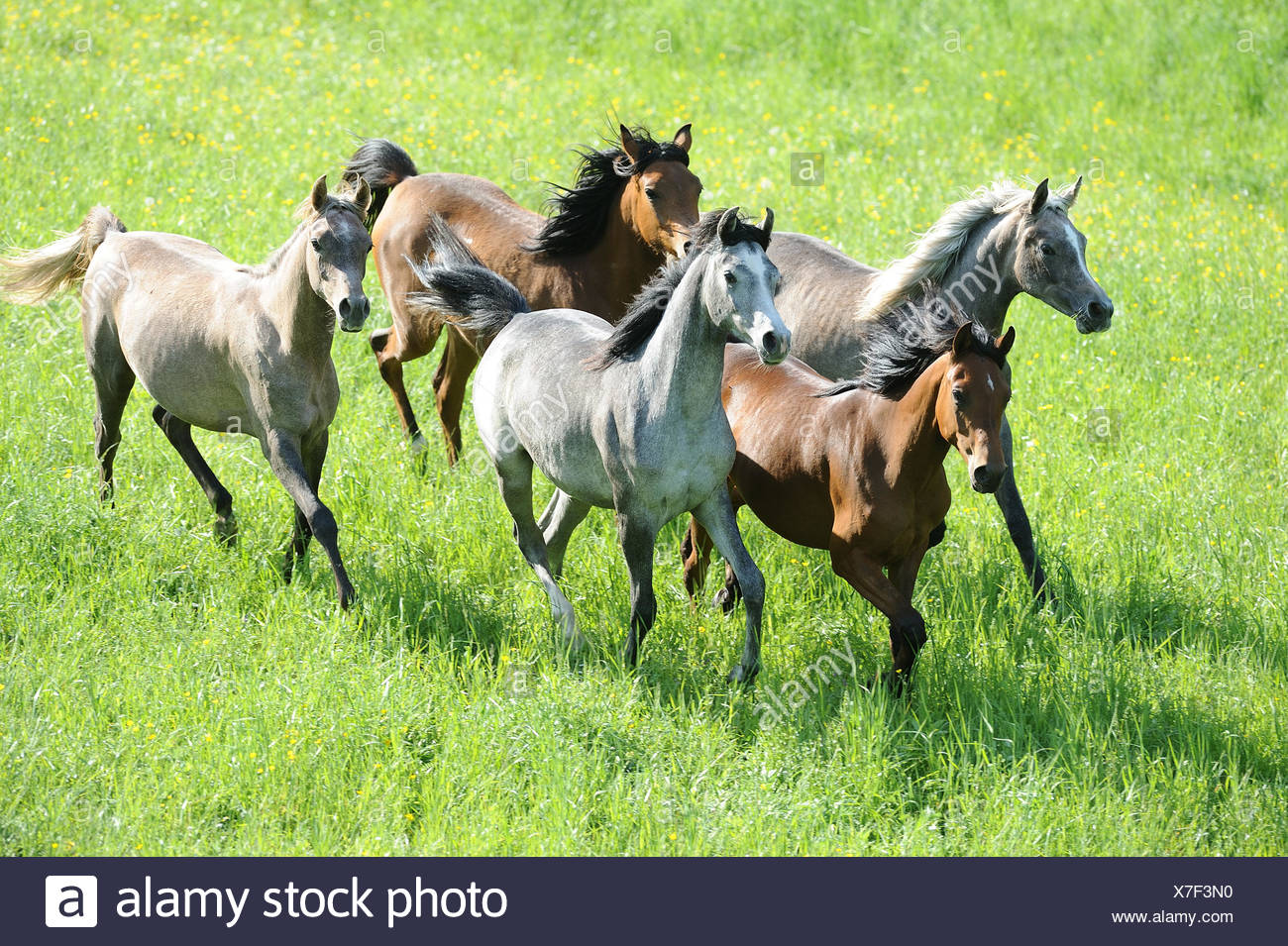 Yearlings Stock Photos & Yearlings Stock Images - Alamy