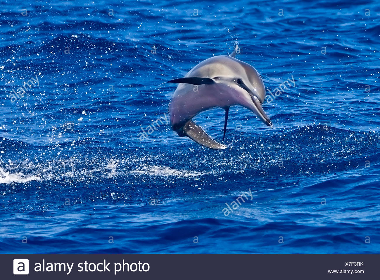 Hawaiian Spinner Dolphin Stock Photos & Hawaiian Spinner Dolphin Stock ...