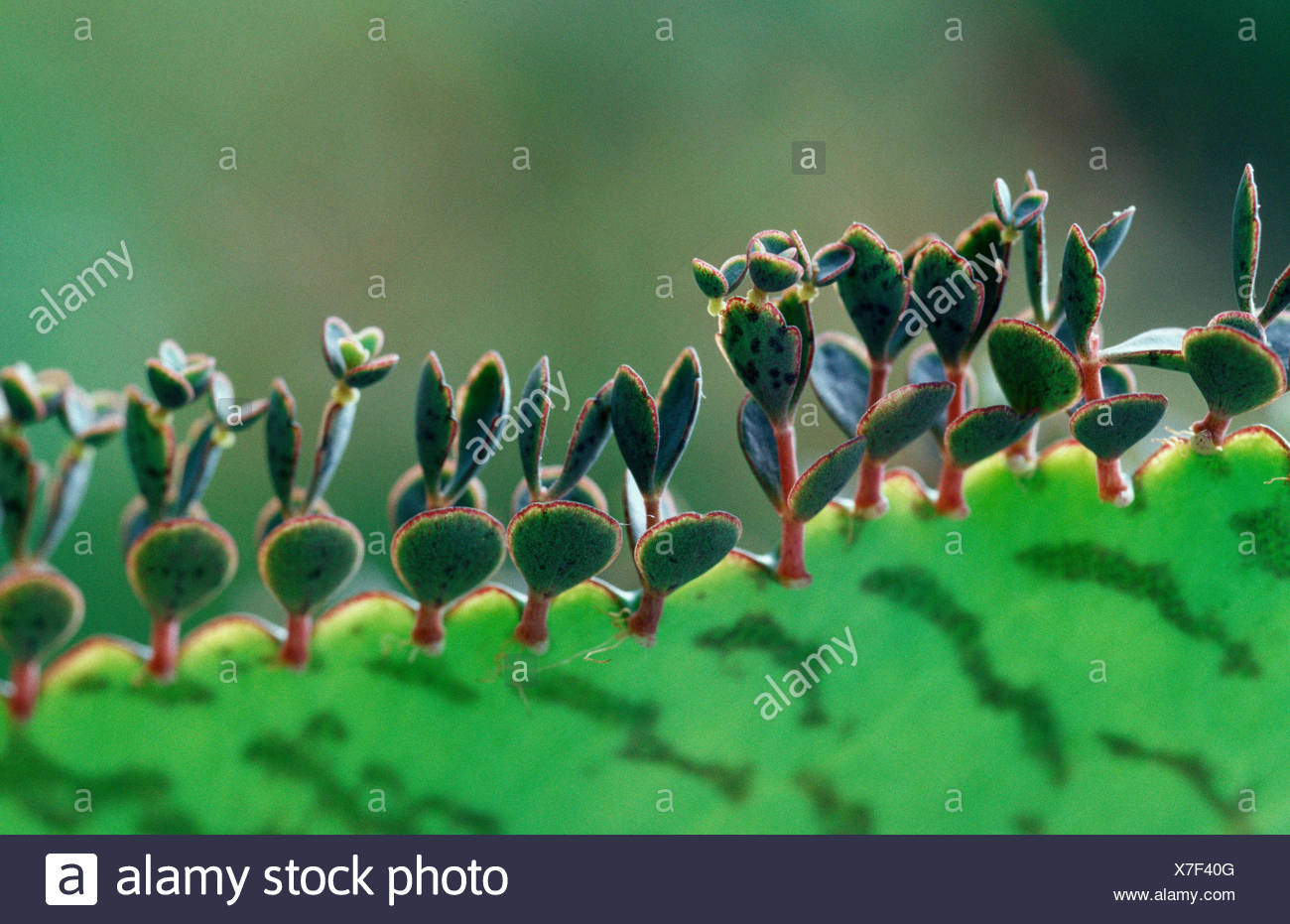 Vegetative Vermehrung High Resolution Stock Photography and Images - Alamy