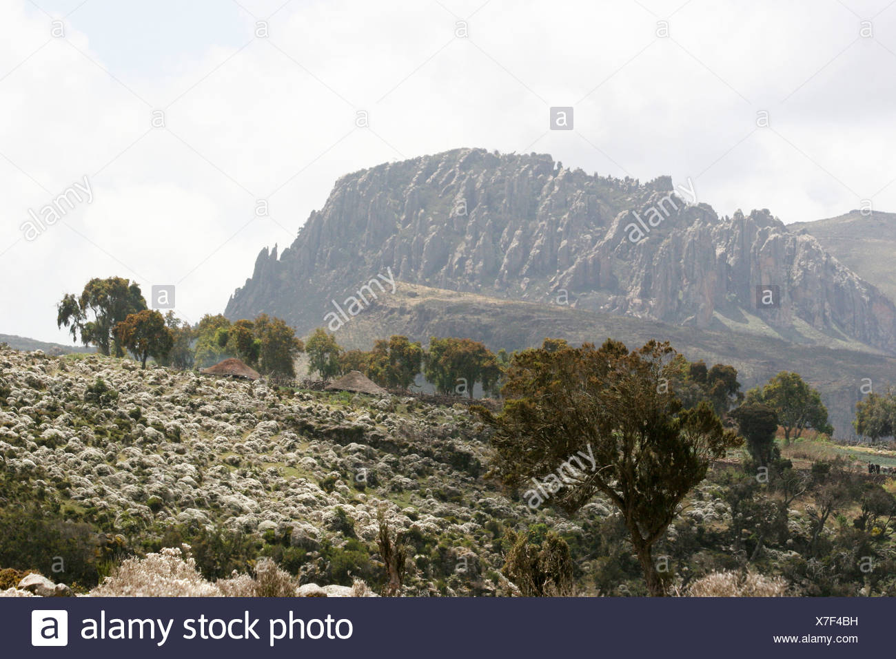 Africa Ethiopia Oromia Region Bale Stock Photos & Africa Ethiopia ...