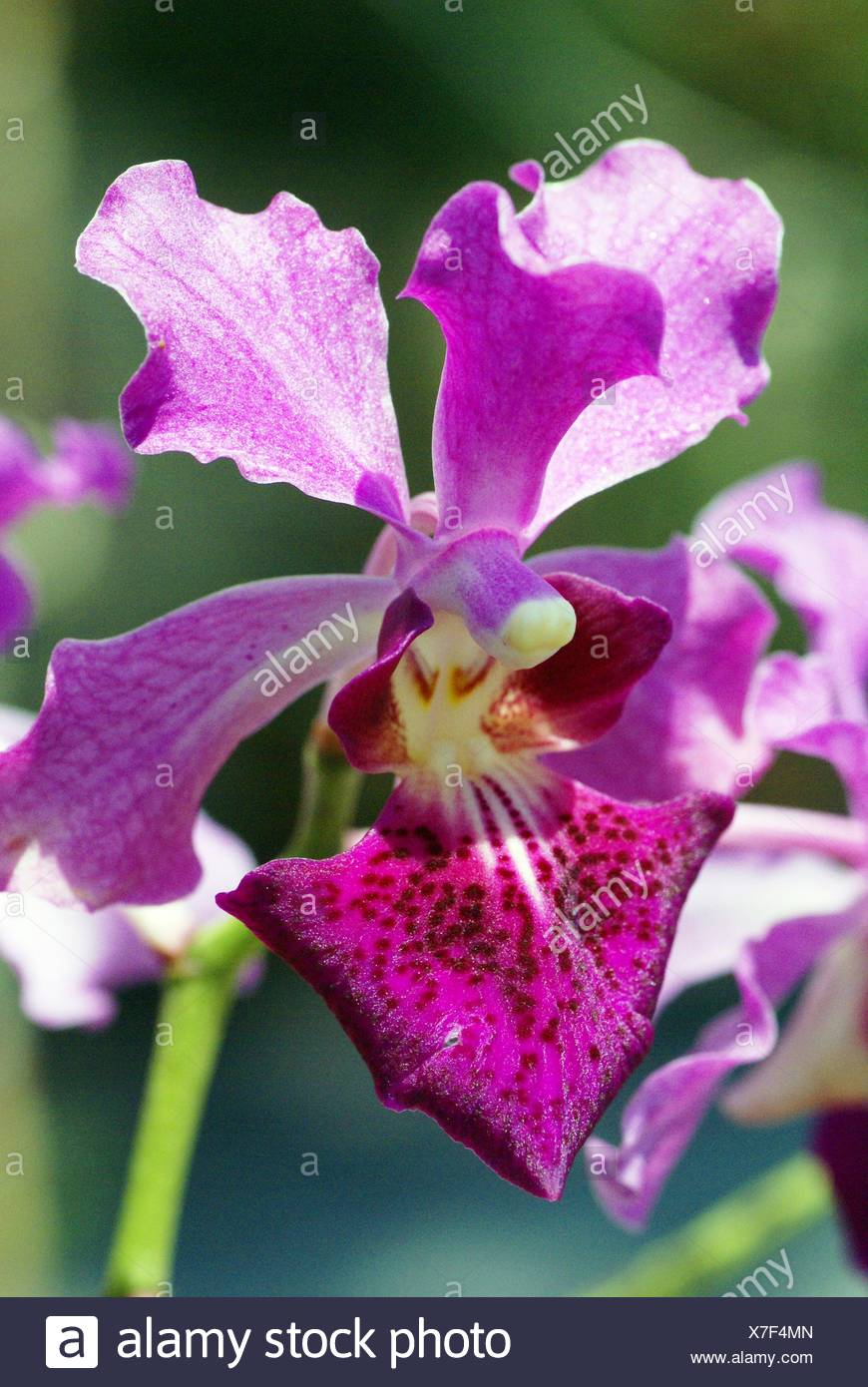 National Flower Of Malaysia High Resolution Stock Photography and ...
