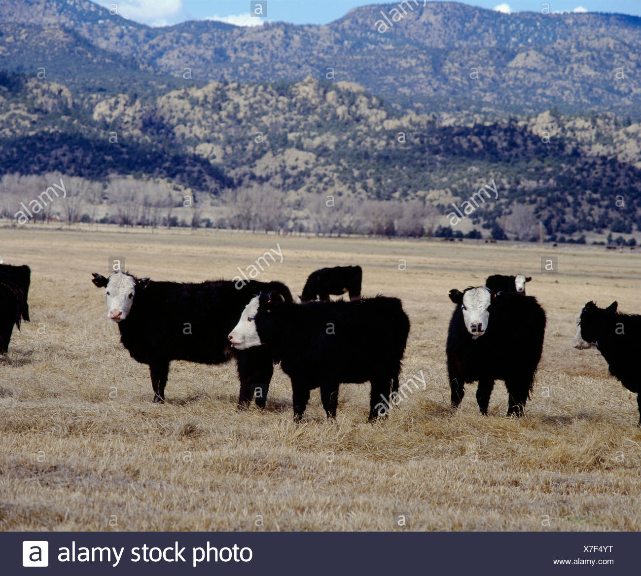 400 500 Lb Steer Calves High Resolution Stock Photography and Images ...