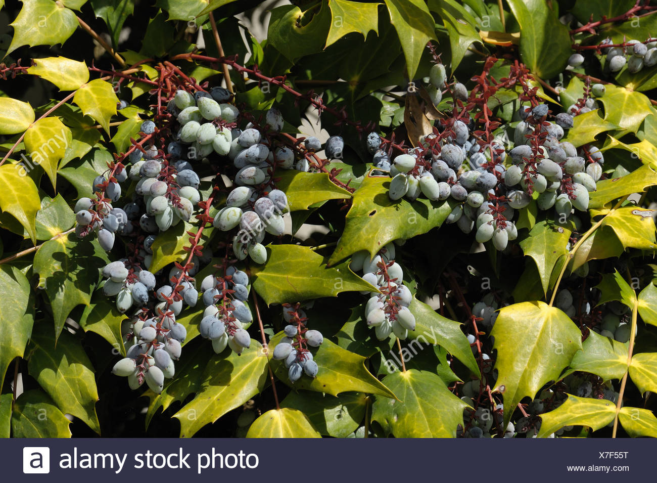 Mahonia High Resolution Stock Photography and Images - Alamy