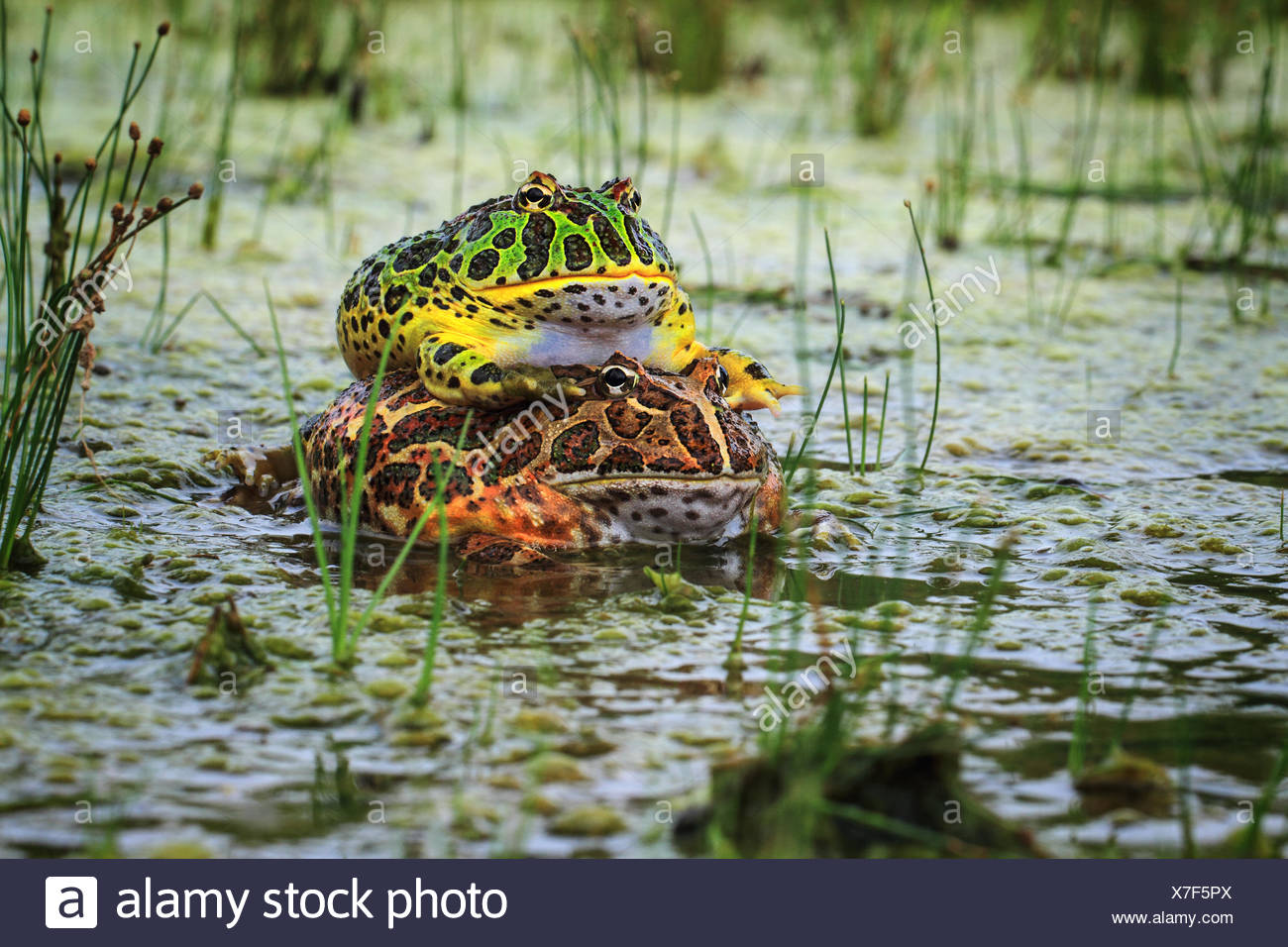 Mating Toads High Resolution Stock Photography and Images - Alamy