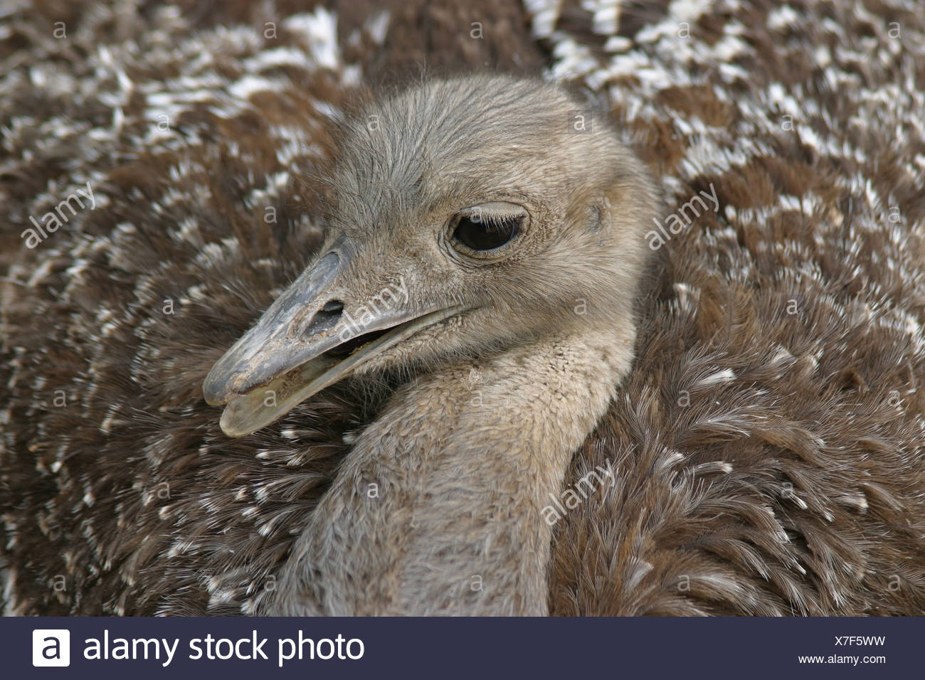 Nandus Stock Photos & Nandus Stock Images - Alamy