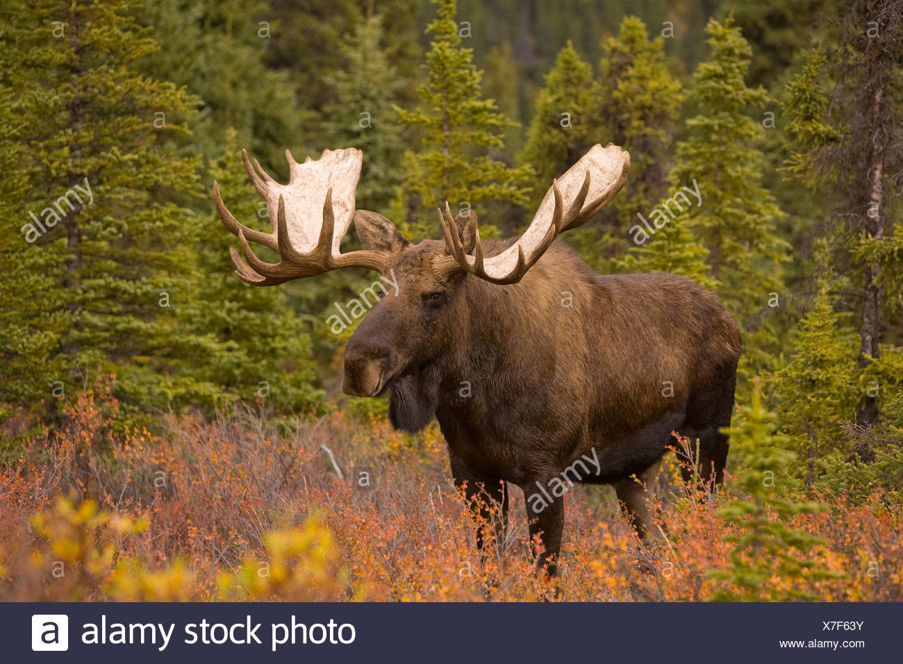 Alaska Moose Stock Photos & Alaska Moose Stock Images - Alamy