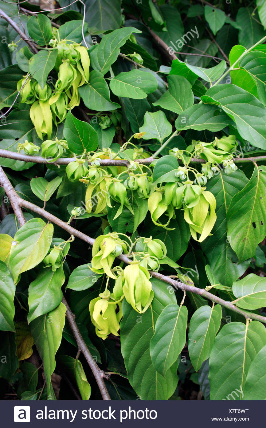 Ylang Ylang Cananga Odorata Tree High Resolution Stock Photography and ...