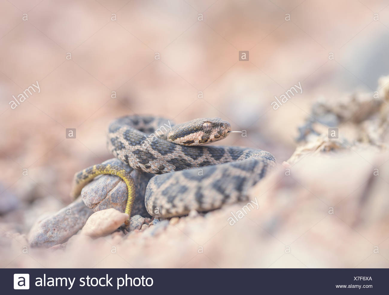Young Moorish Viper Snake Daboia Mauritanica Hidden Among Rocks High ...