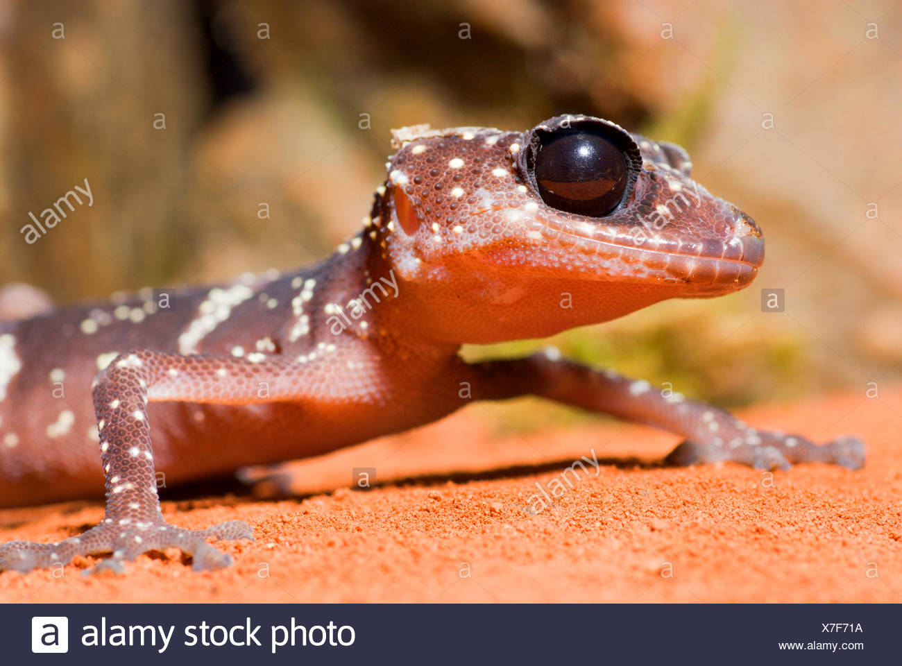 Big Reptiles High Resolution Stock Photography and Images - Alamy