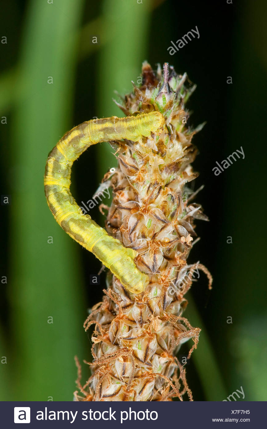 Caterpillar At A Withered Inflorescence High Resolution Stock ...