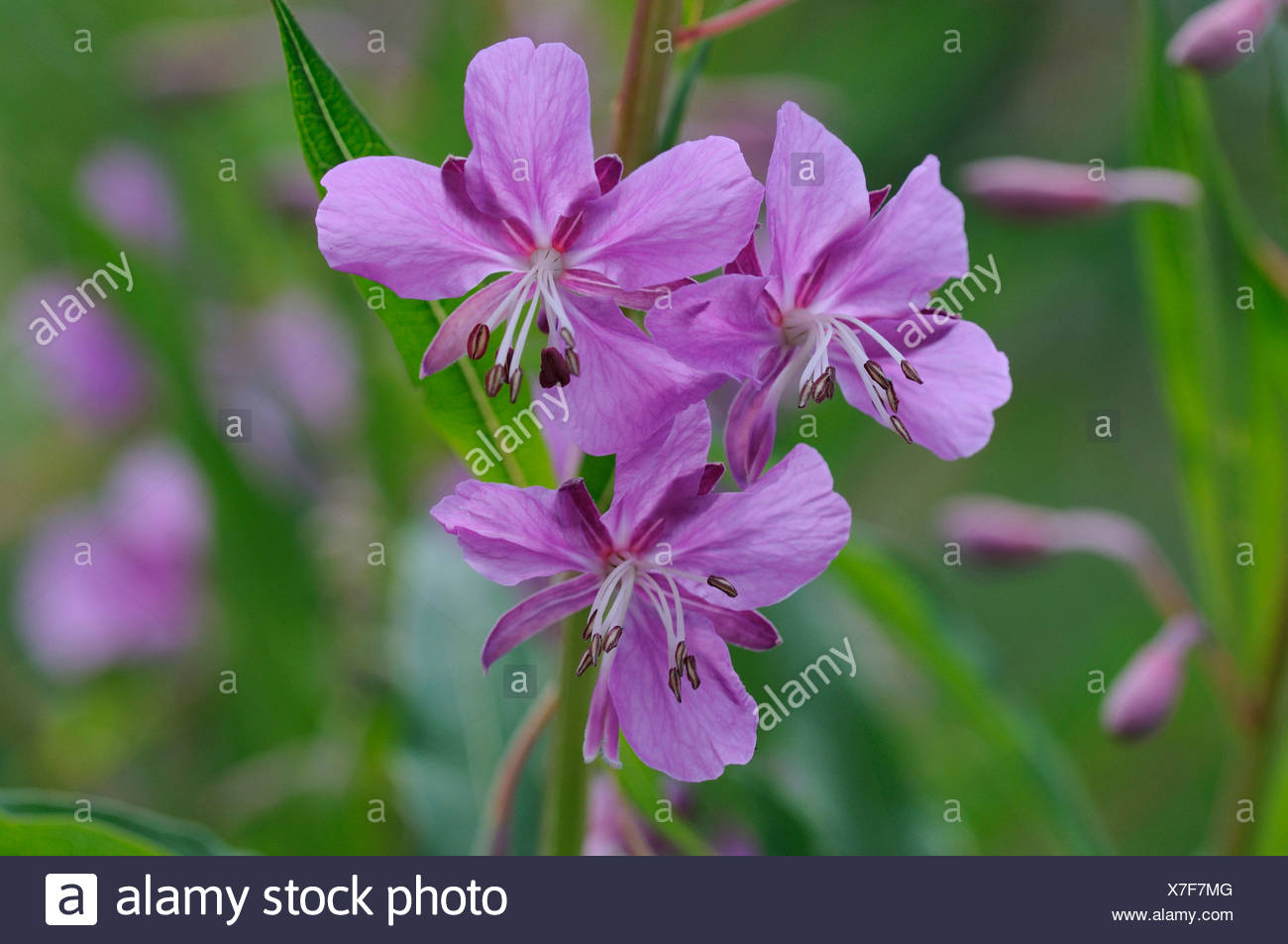 Rosebay Willow Herb High Resolution Stock Photography and Images - Alamy