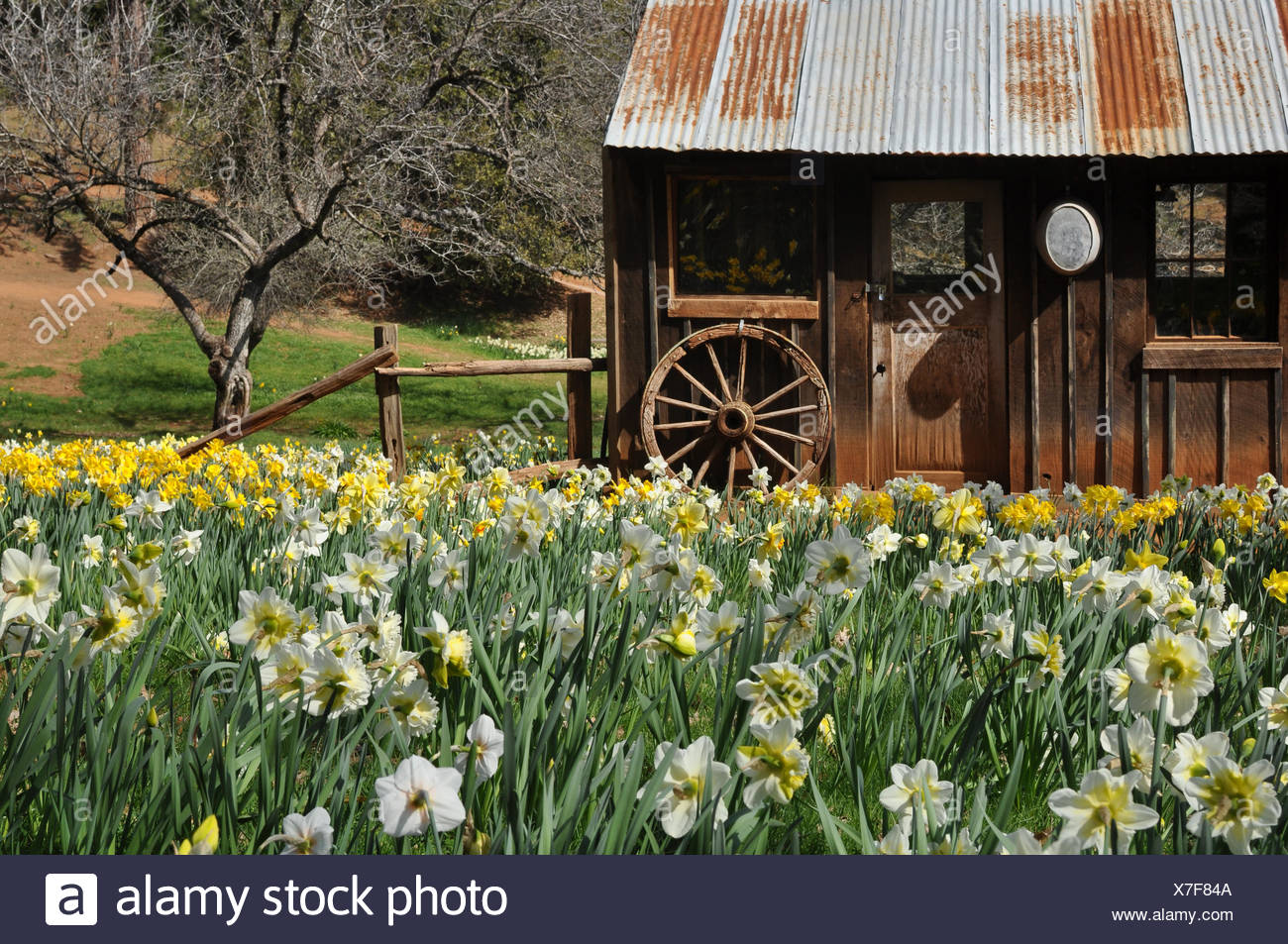 Old Fashioned Daffodil High Resolution Stock Photography and Images - Alamy