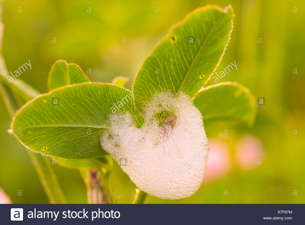 Spittle Bug Stock Photos & Spittle Bug Stock Images - Alamy