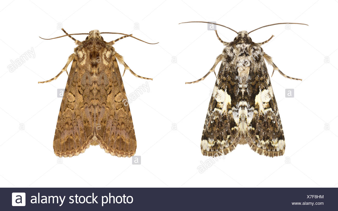 The Coronet Moth High Resolution Stock Photography and Images - Alamy
