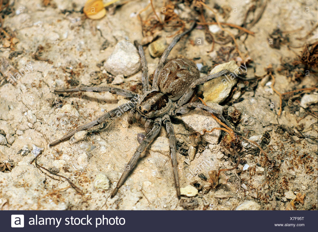 Tarentula High Resolution Stock Photography and Images - Alamy