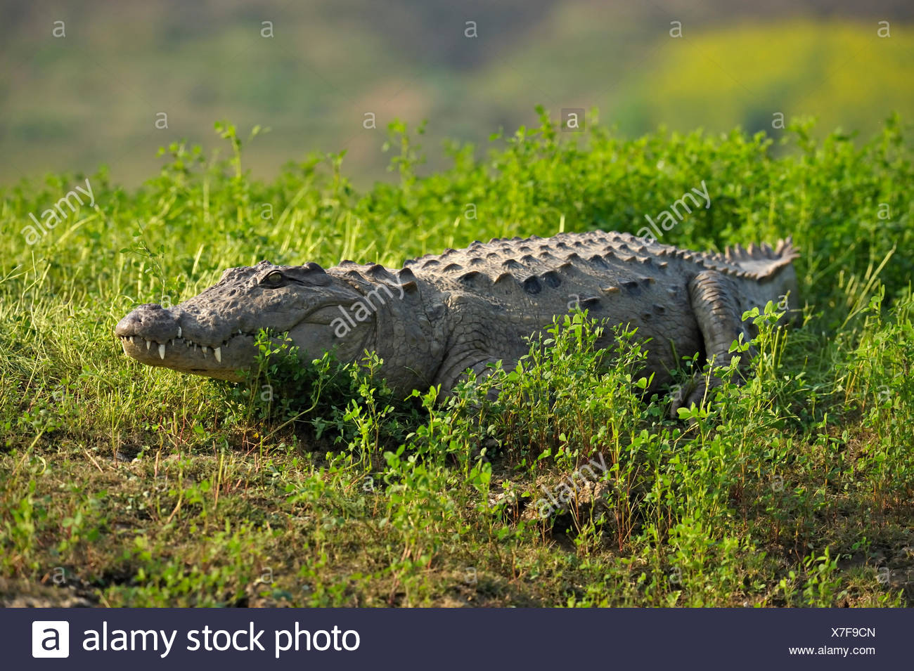 Indian Marsh Crocodile High Resolution Stock Photography and Images - Alamy