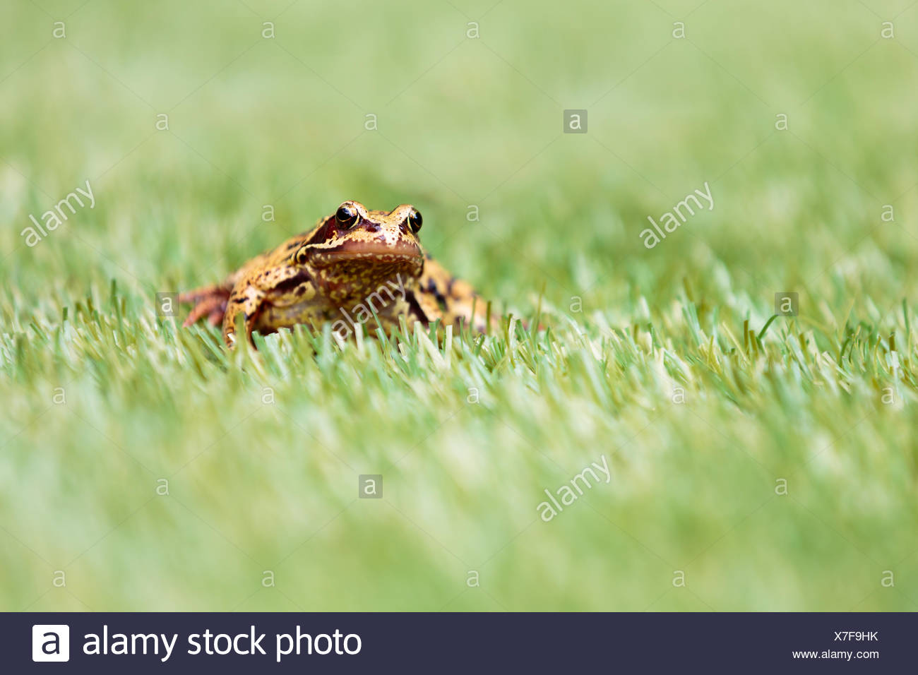 Frog Eye Level High Resolution Stock Photography and Images - Alamy