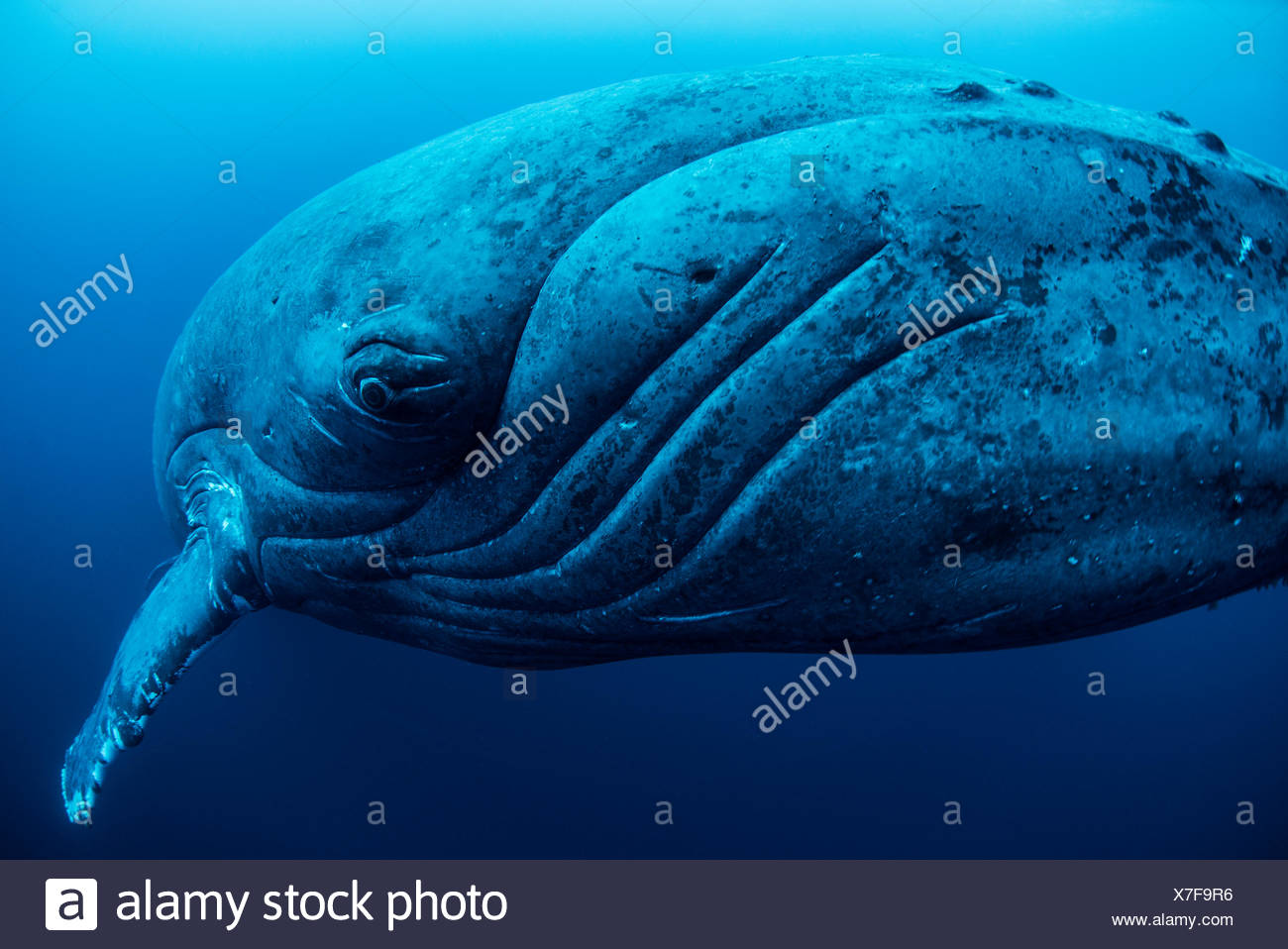 Blue Whale Eye Close Up High Resolution Stock Photography and Images ...
