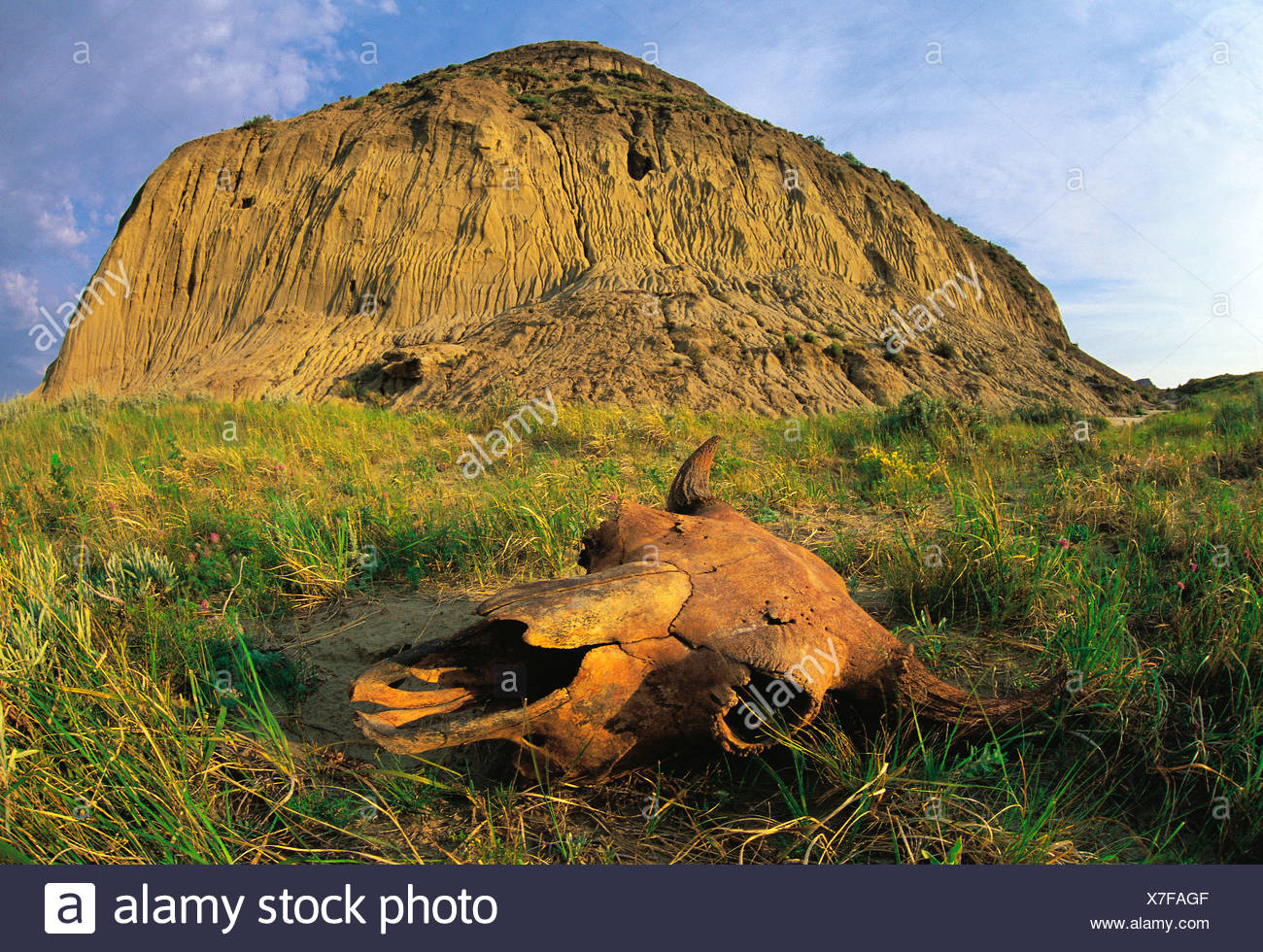 Old Buffalo Skull High Resolution Stock Photography and Images - Alamy