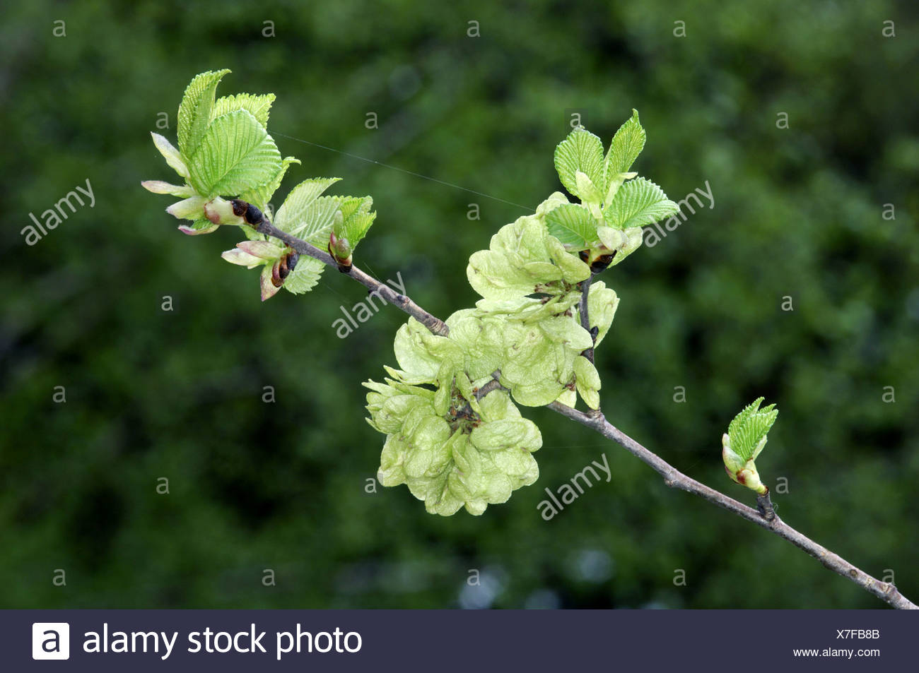 English Elm Leaf High Resolution Stock Photography and Images - Alamy
