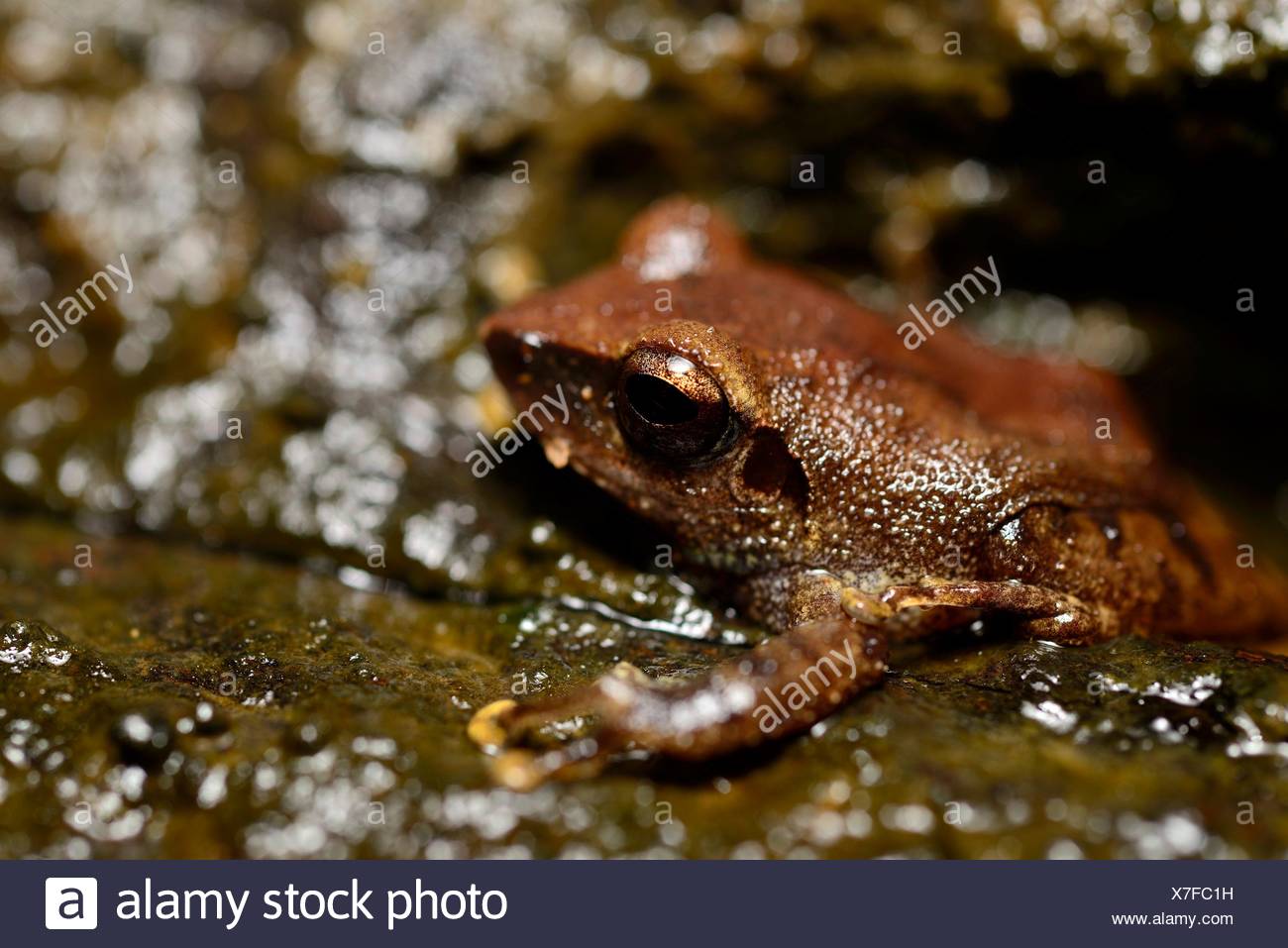 Amboli Stock Photos & Amboli Stock Images - Alamy