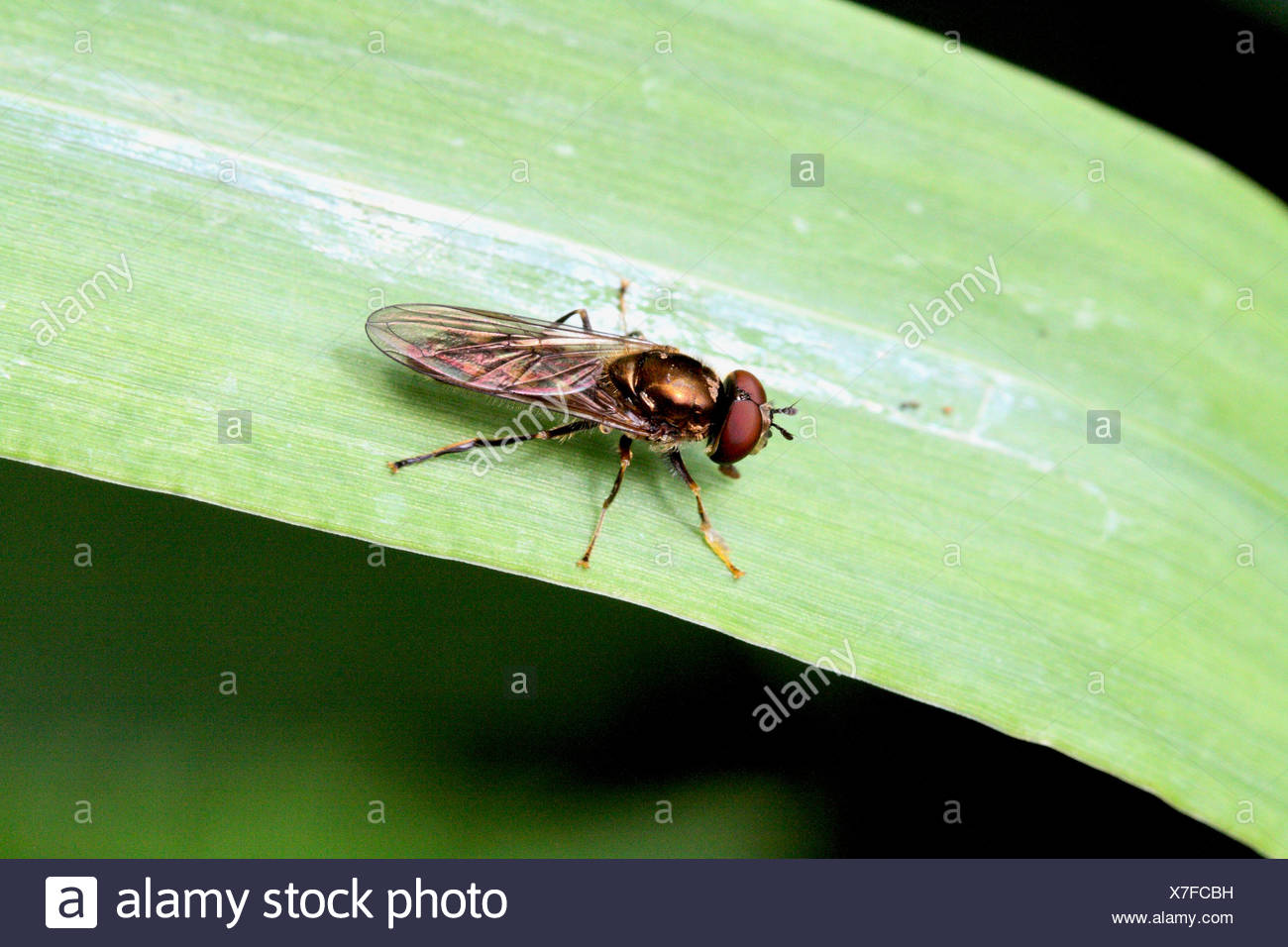 Long Legged Insect High Resolution Stock Photography and Images - Alamy