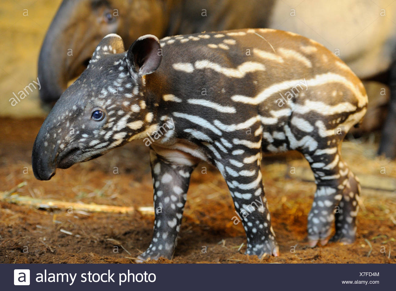 Tapirus Baby Stock Photos & Tapirus Baby Stock Images - Alamy