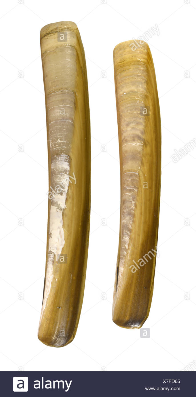 Arcuatus High Resolution Stock Photography and Images - Alamy