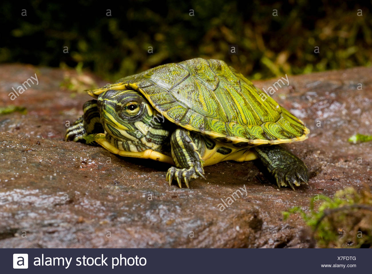 Cumberland Slider Turtle High Resolution Stock Photography and Images ...