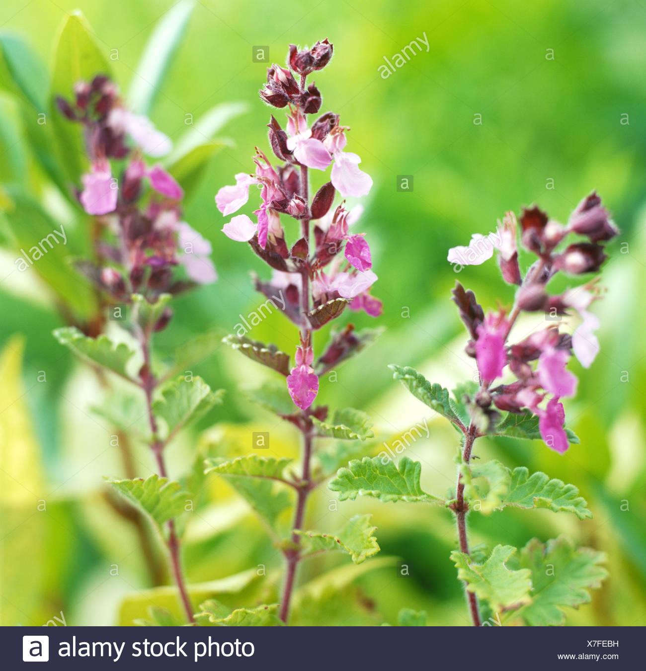 Lobed Wall High Resolution Stock Photography and Images - Alamy