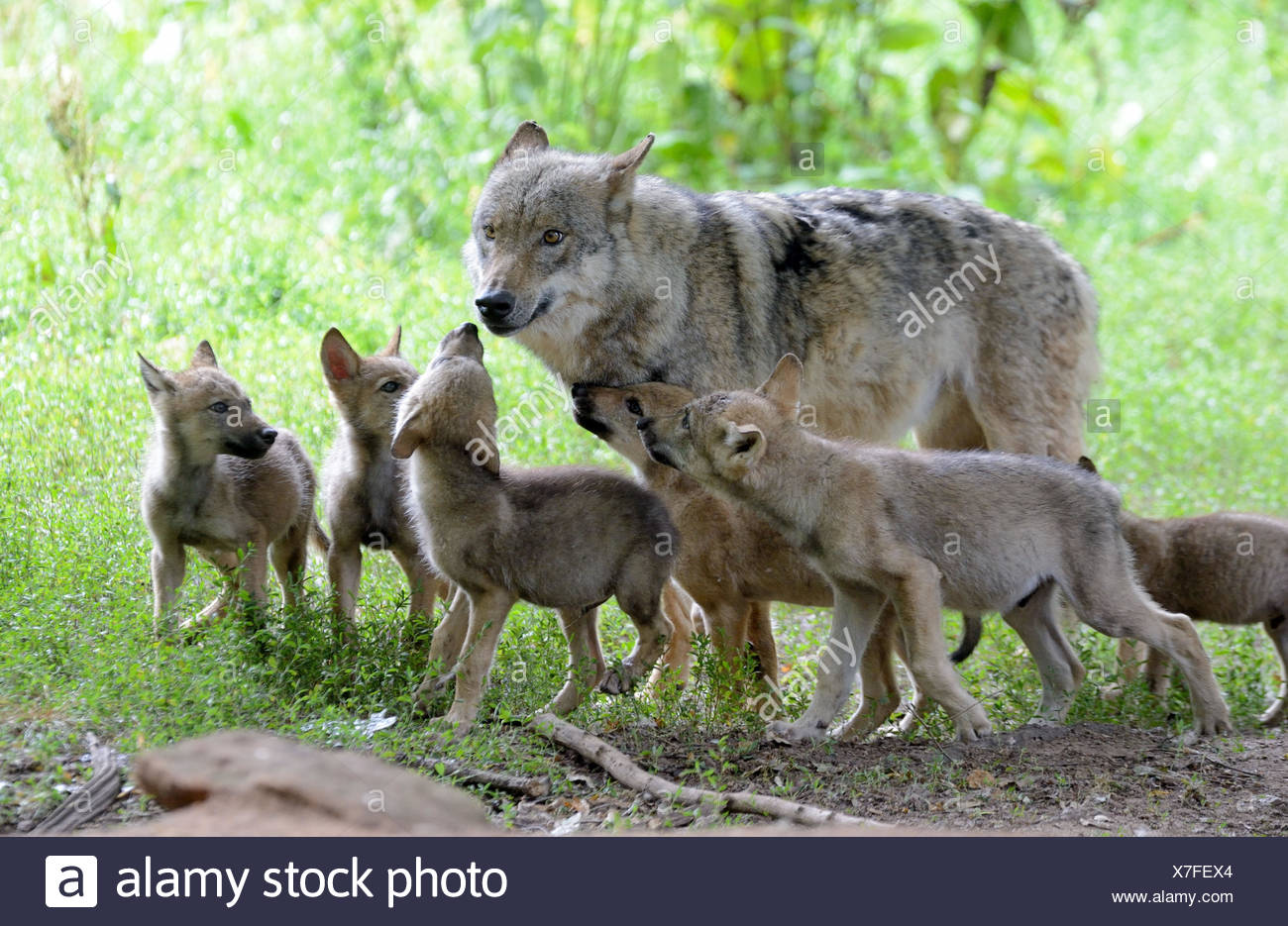 Young Wolves High Resolution Stock Photography and Images - Alamy
