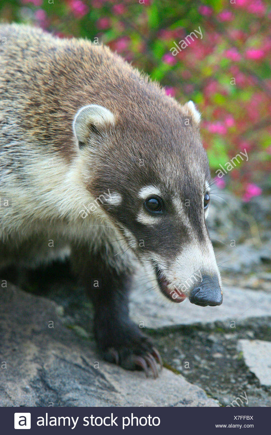 Common Coati High Resolution Stock Photography and Images - Alamy