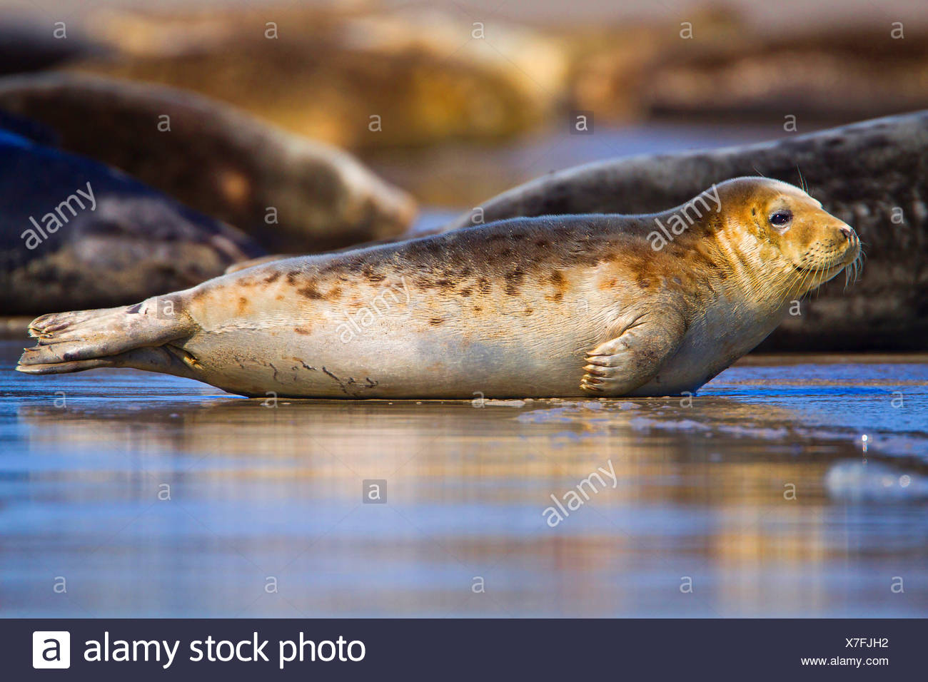 Seal Lying Down Stock Photos & Seal Lying Down Stock Images - Alamy