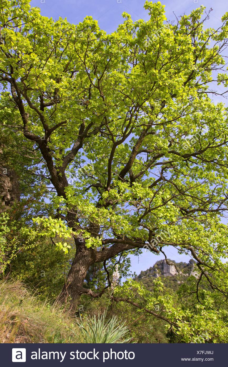 Downy Oak Quercus Pubescens High Resolution Stock Photography and ...