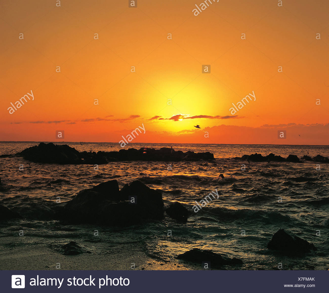 Roc Bird High Resolution Stock Photography and Images - Alamy