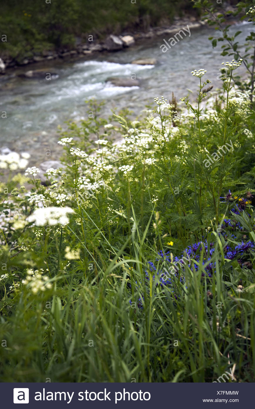 Wild Flowers River Bank High Resolution Stock Photography and Images ...