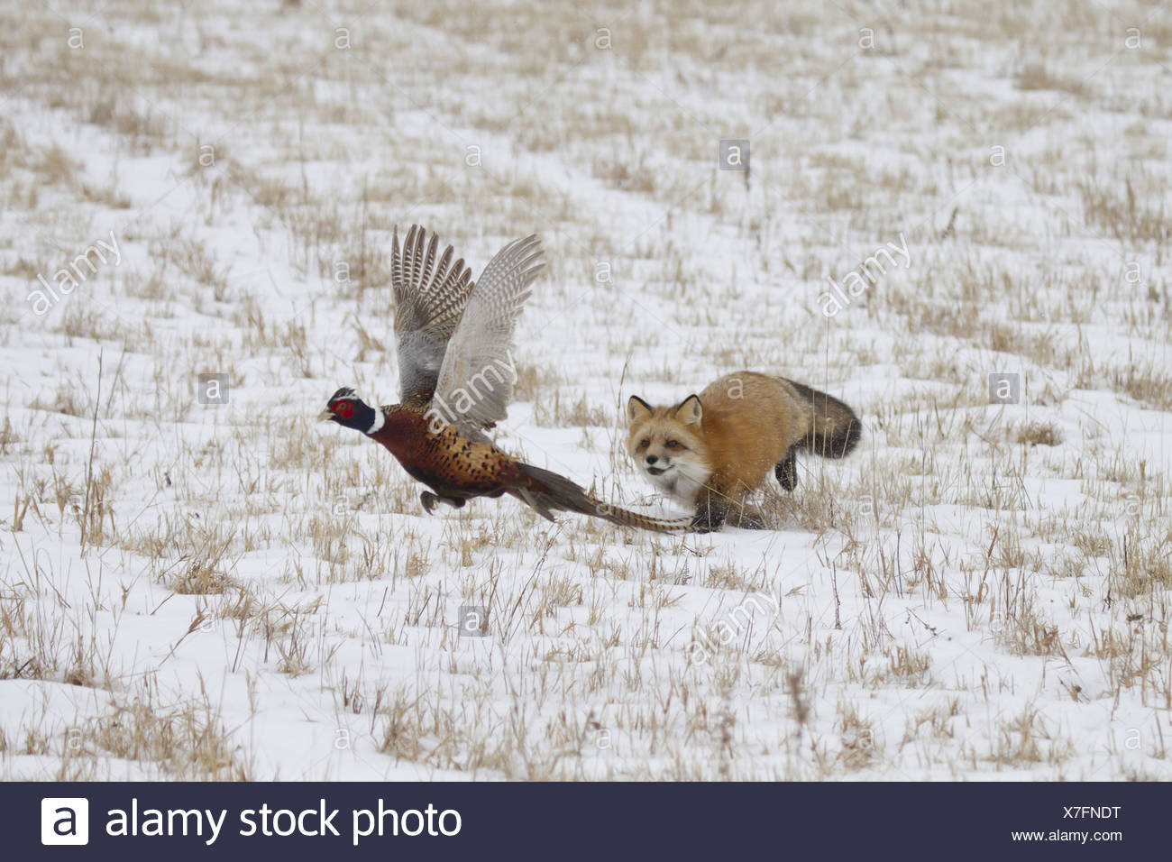 Pheasants Flying Stock Photos & Pheasants Flying Stock Images - Alamy