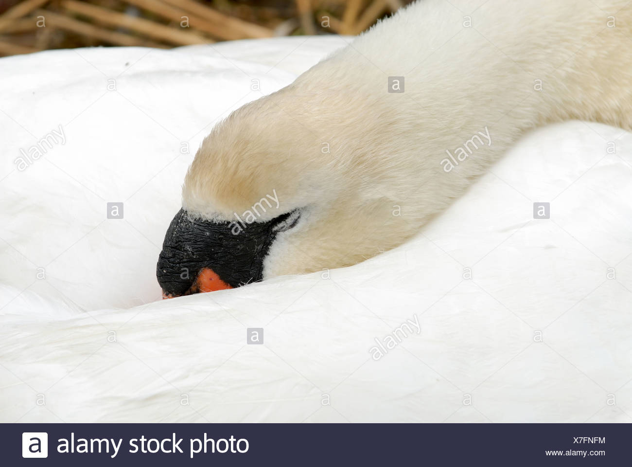 Female Cob Swan High Resolution Stock Photography and Images - Alamy