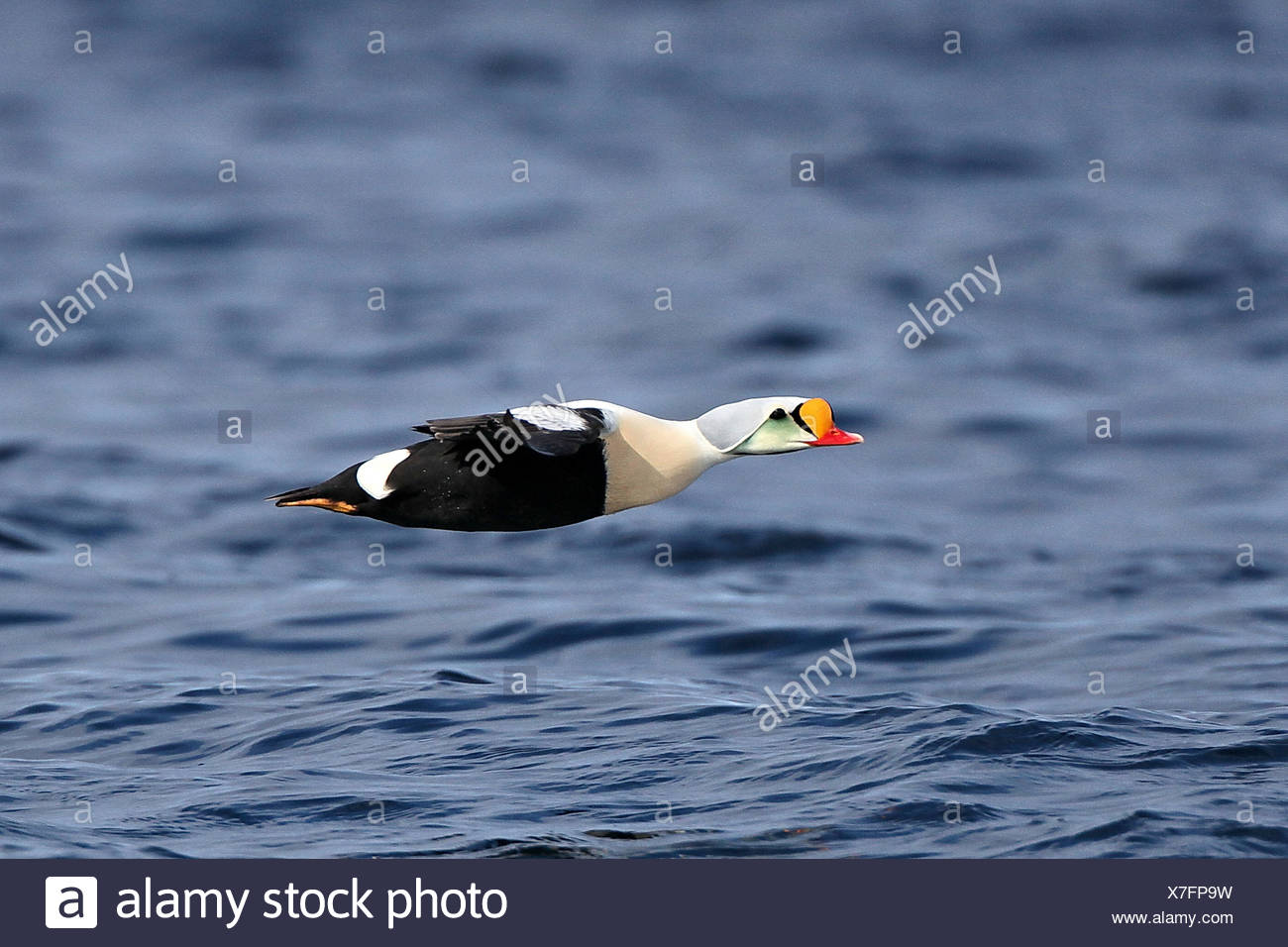 King Eider Duck Stock Photos & King Eider Duck Stock Images - Alamy