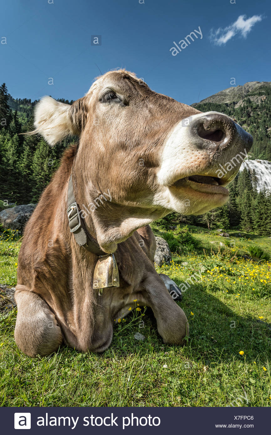 Ruminating Animals High Resolution Stock Photography and Images - Alamy