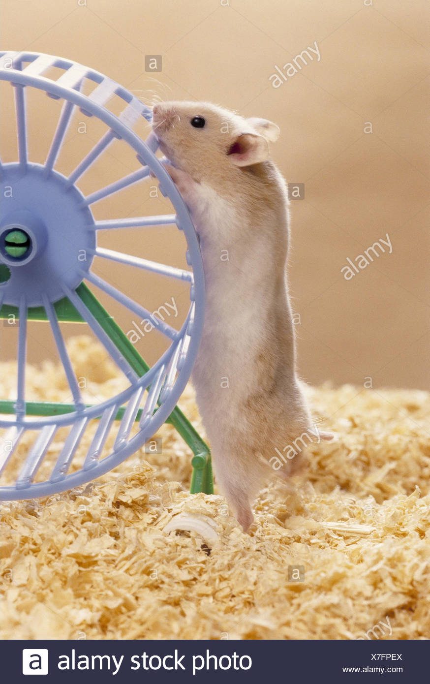 Traversing Wheel High Resolution Stock Photography and Images - Alamy