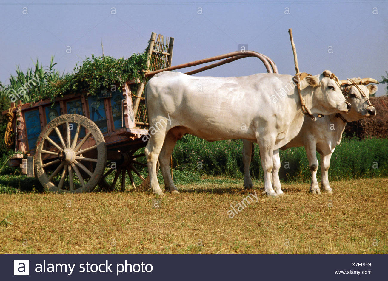 Parthenaise Cow High Resolution Stock Photography and Images - Alamy