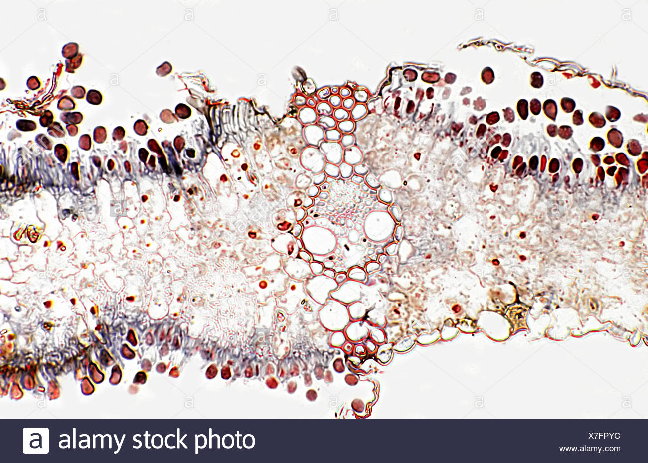 Puccinia Graminis High Resolution Stock Photography and Images - Alamy