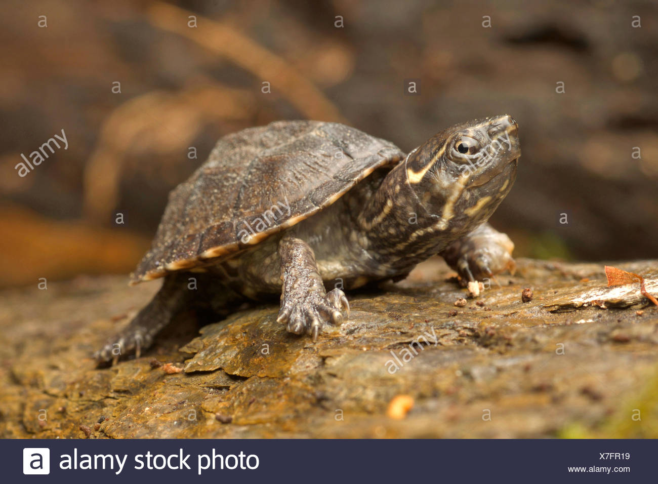 Common Musk Turtles High Resolution Stock Photography and Images - Alamy