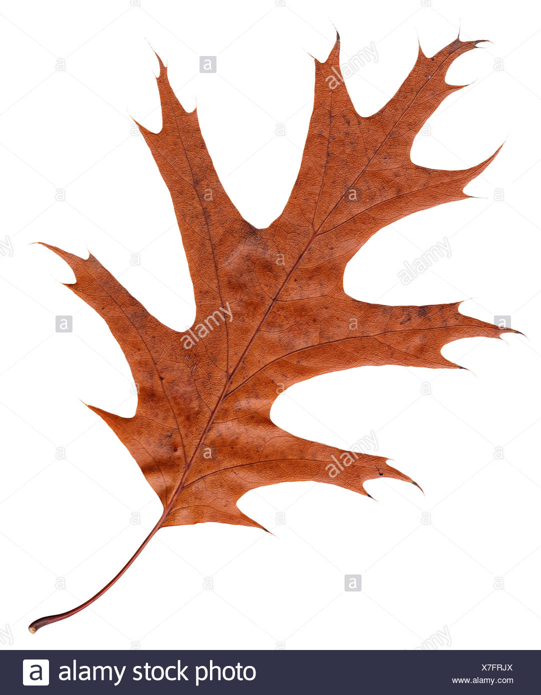 Amerikanische Roteiche High Resolution Stock Photography and Images - Alamy