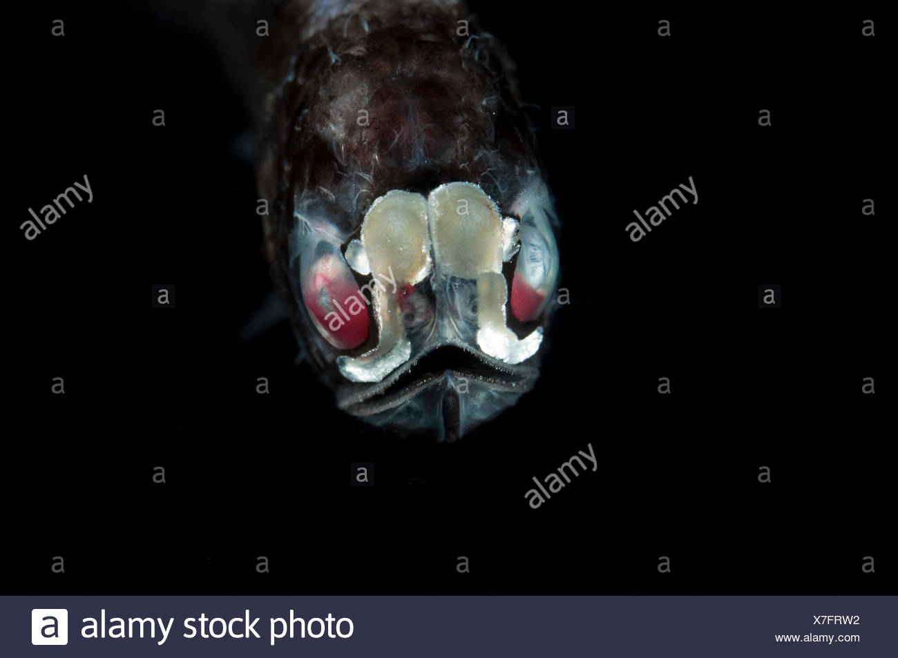 Organ View High Resolution Stock Photography and Images - Alamy