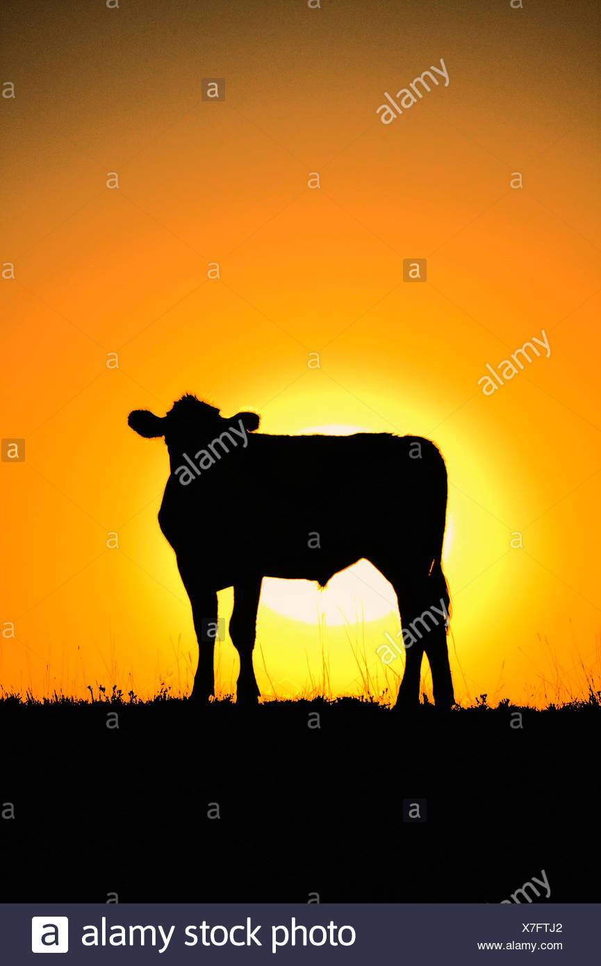 Stock Sun High Resolution Stock Photography and Images - Alamy