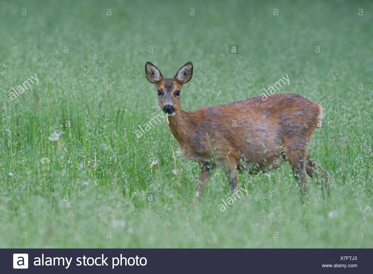 Pregnant Doe High Resolution Stock Photography and Images - Alamy