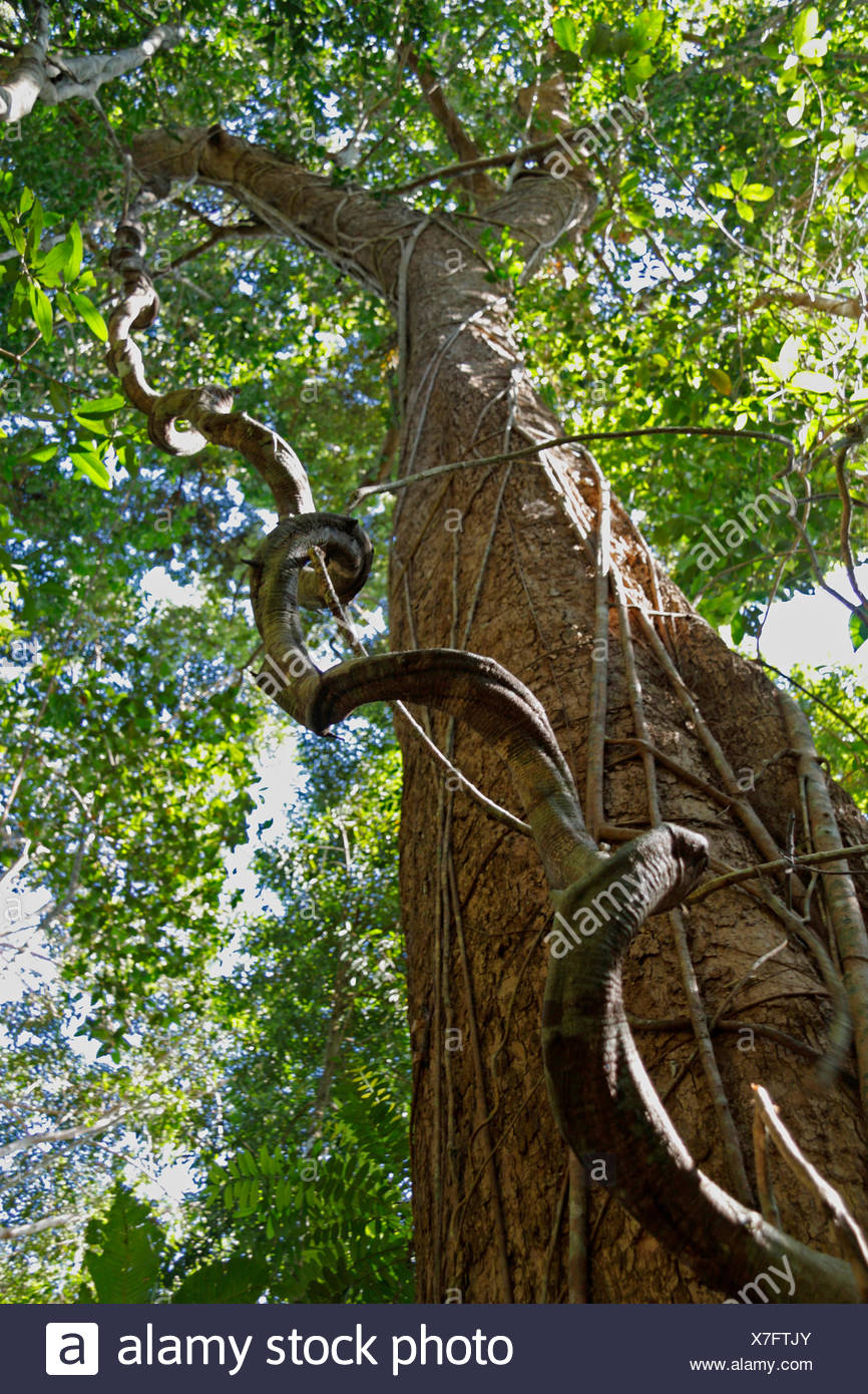 Creeper Tree Stock Photos & Creeper Tree Stock Images - Alamy